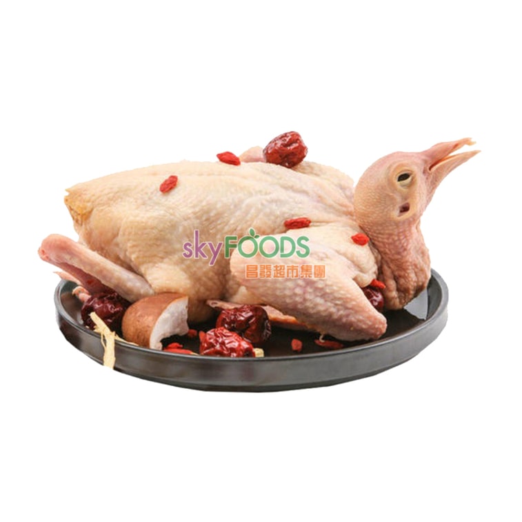 FROZEN PIGEON 1PC | Yami
