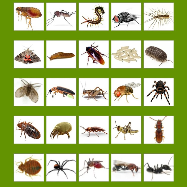 Household Indoor Insecticide Fipronil Cockroach And Ant Repellent Spray ...